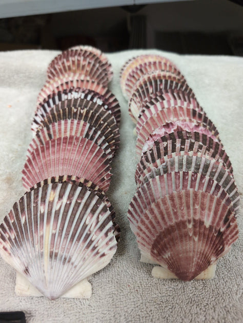 Large Purple Scallop Shell for Decor and Crafts - Seashells By The Sea ...