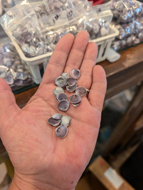 Mini Purple Clams - Exotic and Rare Seashells | Loving Coastal Living