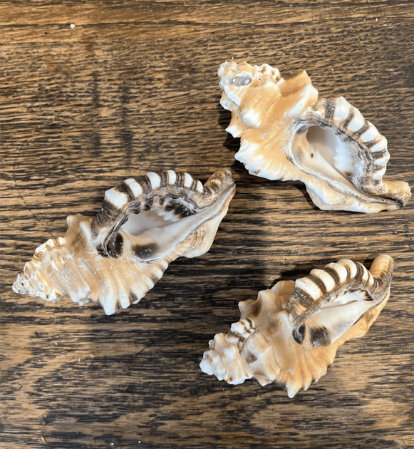 Perry Triton Conch Cymatium Shells | Loving Coastal Living