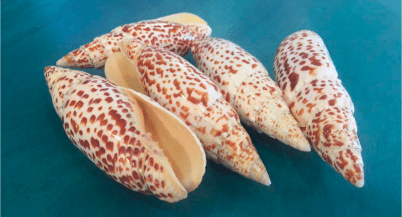 Polished Papal Miter - Mitra papilis, 4+ in Display Shell | Loving ...