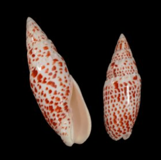 Polished Papal Miter - Mitra papilis, 4+ in Display Shell | Loving ...