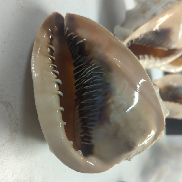 Queen Emperor Helmet Shell (Cassis Madagascariensis) | Loving Coastal ...