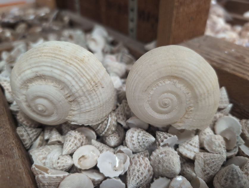 Rapa rapa- turnip Shell | Loving Coastal Living