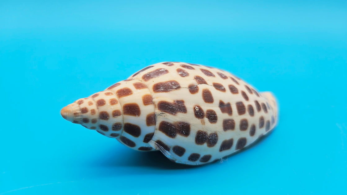 Junonia Volute Shell - 4.75" Spotted Scaphella Junonia Sea Shell ...