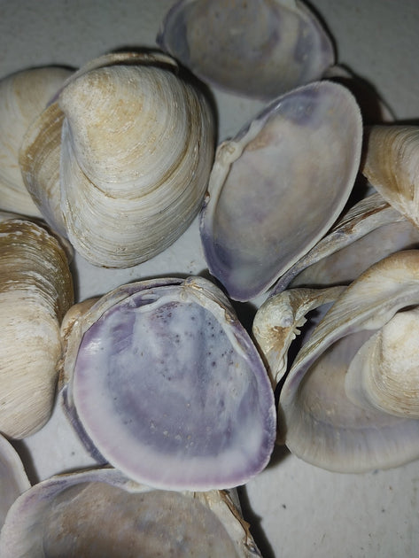 Mini Purple Clams - Exotic and Rare Seashells | Loving Coastal Living
