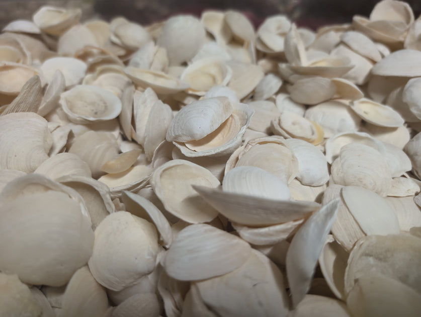 Pale Buttercup Filler Shells | Loving Coastal Living