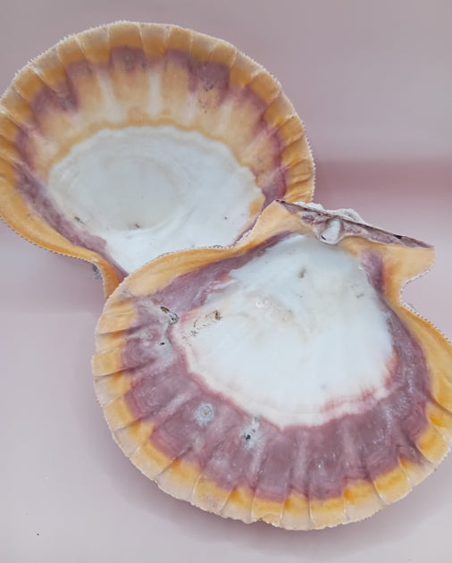 Natural Orange Lion's Paw Seashell Pair – 5.1" x 4.9" – Coastal Displa ...