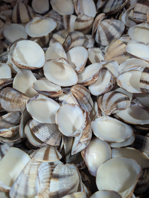Venus Striped Clam Shell Halves – Chamelea gallina | Loving Coastal Living