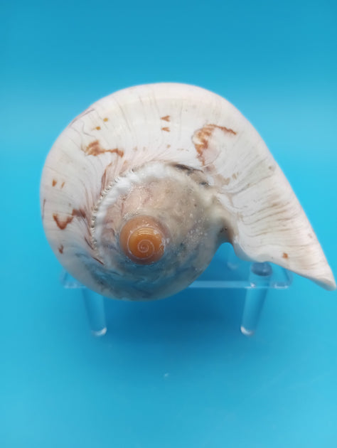 Noble Volute Shell 5" – Premium Coastal Decor Display | Loving Coastal ...