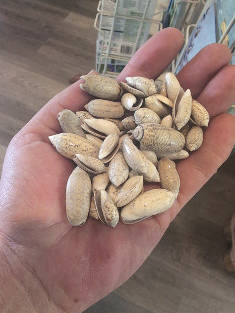Juvenile Olive Shells | Loving Coastal Living