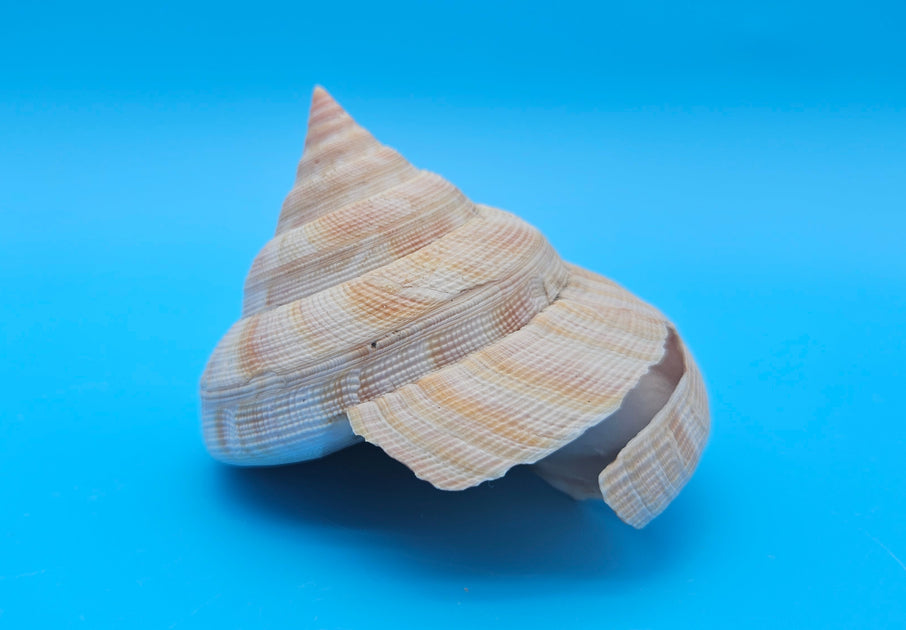 Rare Pleurotomaria hirasei Deep Sea Display Shell with Operculum – 3.8 ...