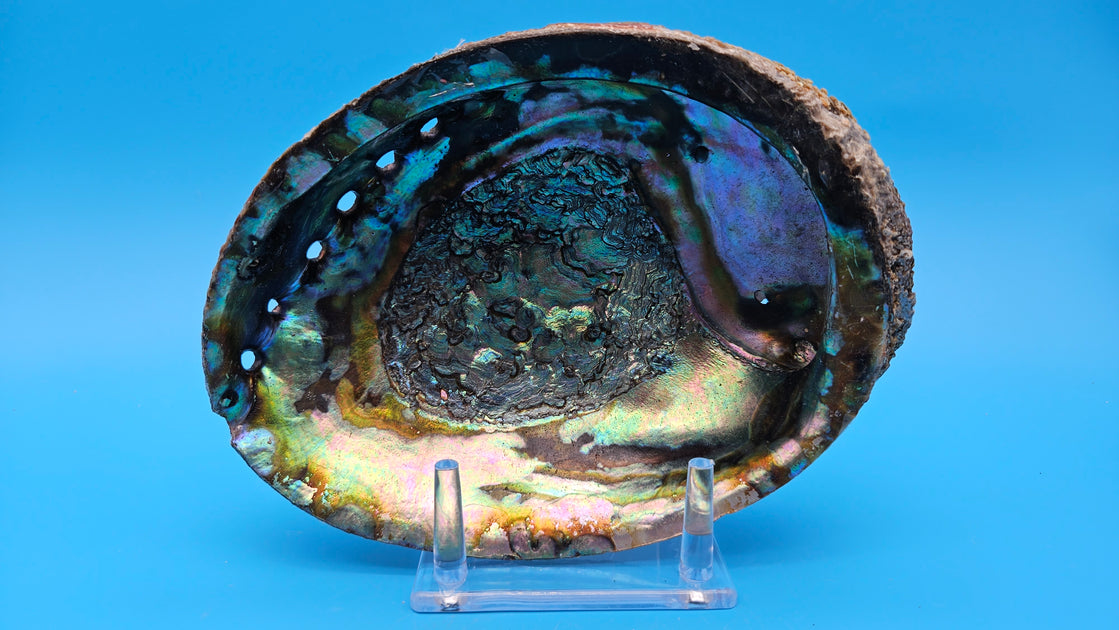 Green Abalone Shell 7.2” Coastal Display | Loving Coastal Living ...