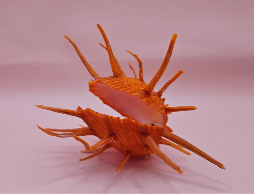 Spiny Spondylus Regius Shell – Rare Bold Orange Ocean Display Piece ...