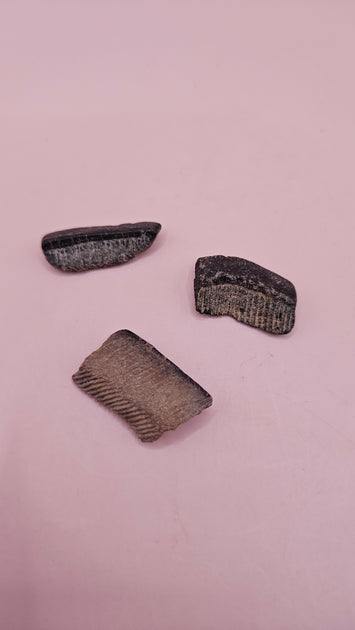 Fossil Ray Dental Plates Set | Ancient Marine Fossil Teeth with Displa ...
