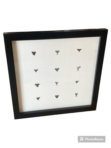 Shark teeth shadow box- Made to order | Loving Coastal Living