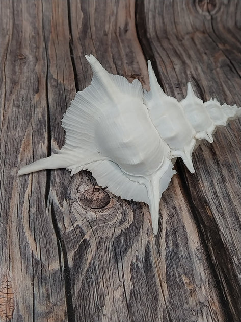 Siratus Alabaster Murex Seashell 4.5-5.5+" | Loving Coastal Living