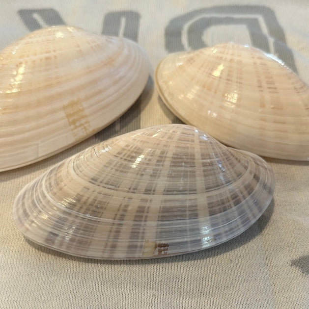 Sunray Venus Pair | Loving Coastal Living