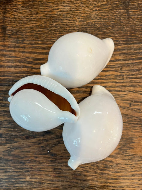 White Egg Cowry Cowrie Shells|Coastal Crafting and Decor | Loving ...