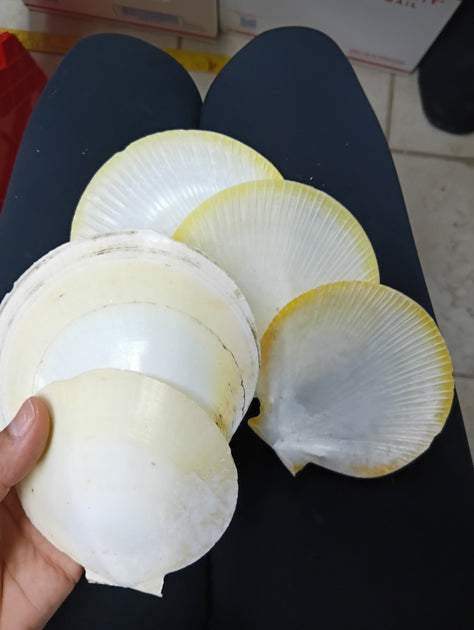 Yellow Asian Sun Moon Scallop | Loving Coastal Living