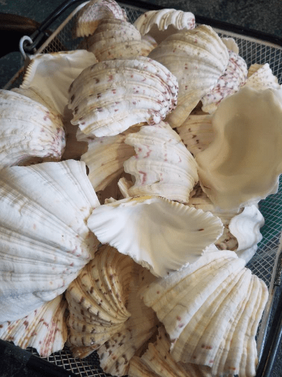 Bulk Bear Paw Clam Half Shells – Hippopus - Wedding & DIY | Loving ...