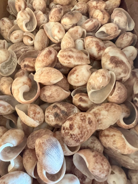 Brown Bubble Shell (Bulla quoyii) | Loving Coastal Living