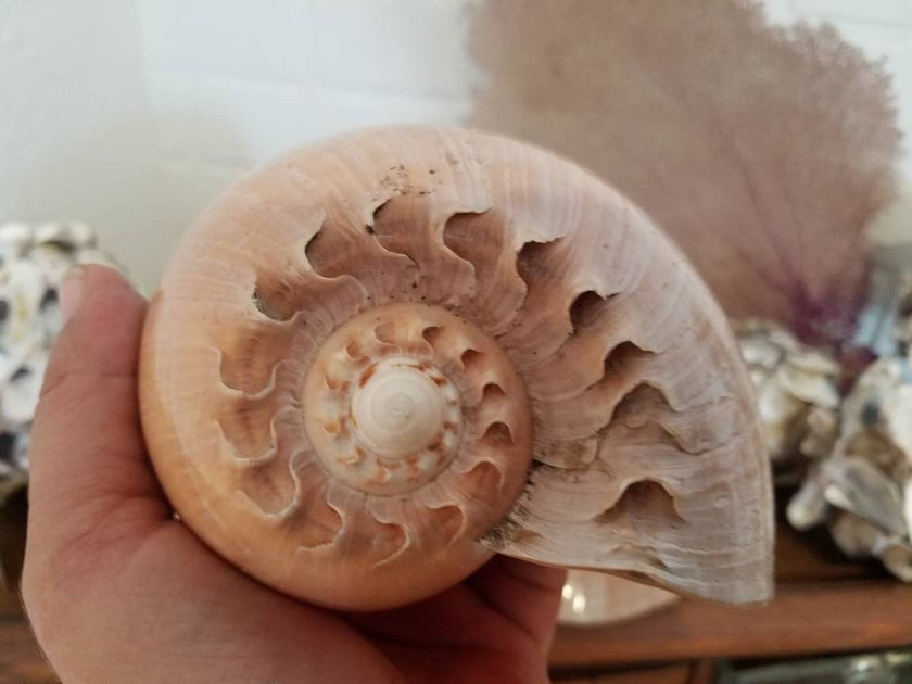 Crowned Baler Melon Shell VOLUTA DIADEMA | Loving Coastal Living