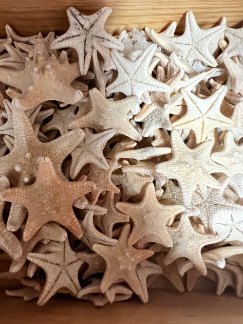Natural/Tan Armoured Knobby Starfish | Loving Coastal Living