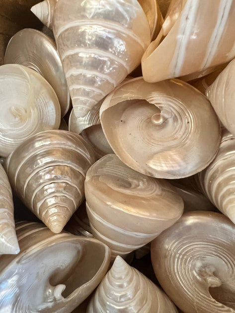 Polished Pearl Trochus Shell | Loving Coastal Living