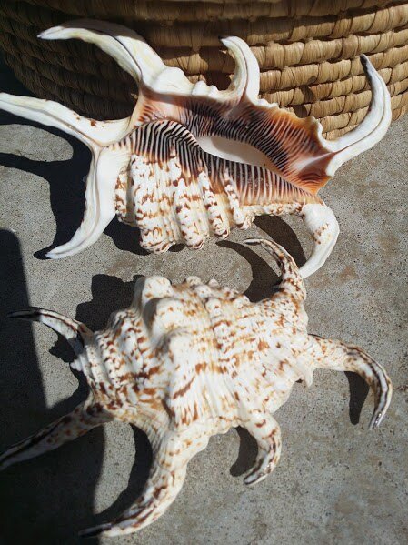 Rugosa Arthritic Spider Conch Harpago arthriticus | Loving Coastal Living