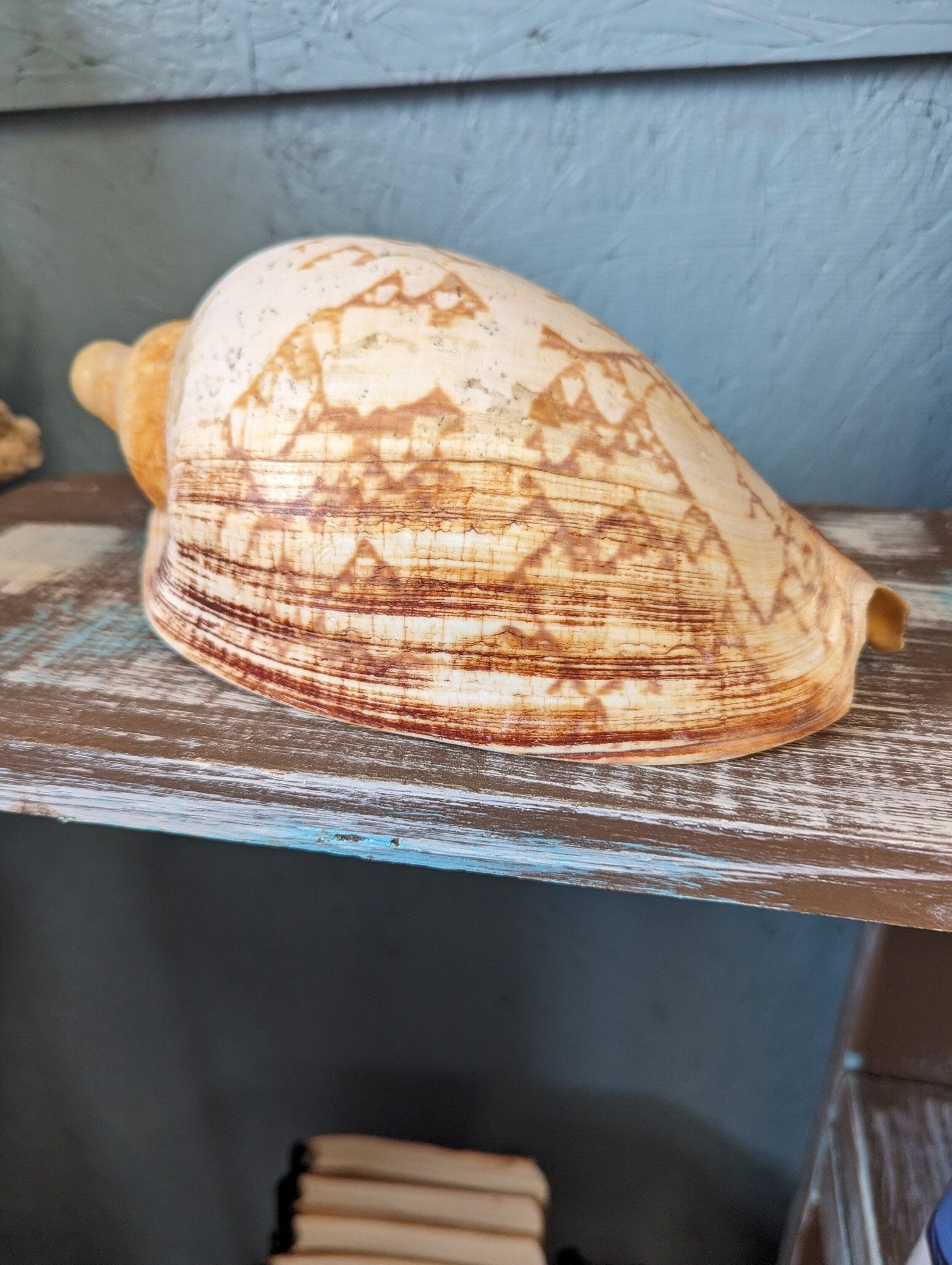 Vintage Livonia Mamilla False Baler Melon Shell Volute | Loving Coastal ...