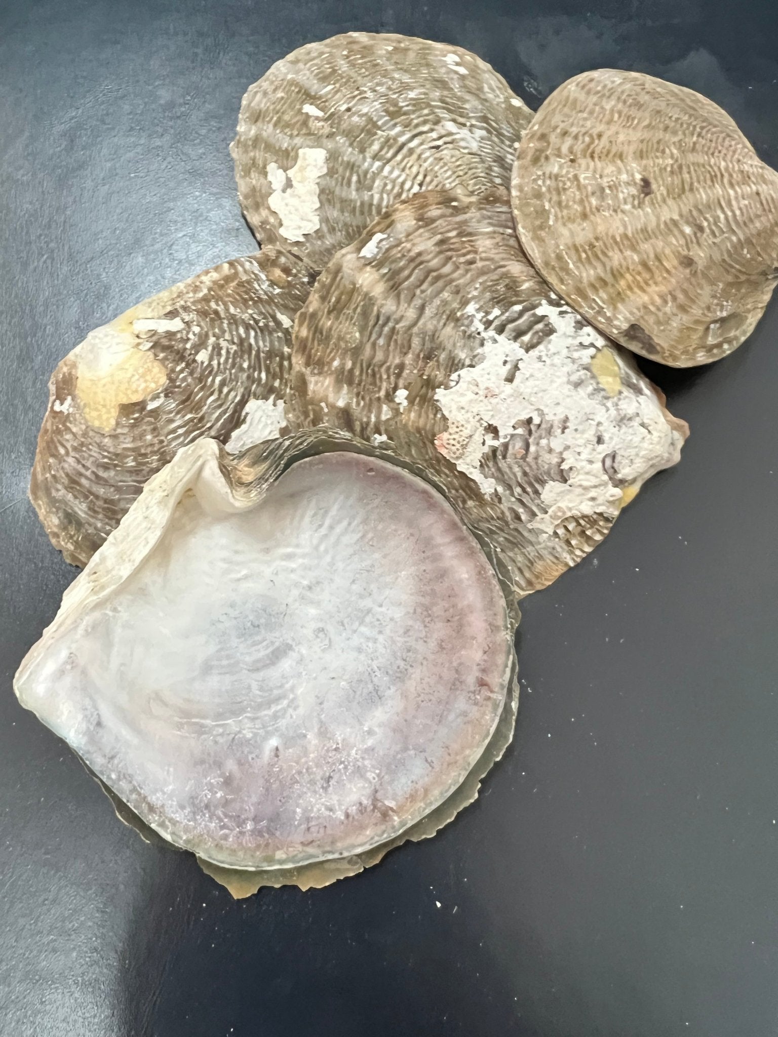 pearl in shell