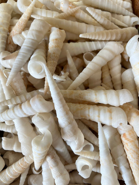 White Terebra Turritella Auger Shell | Loving Coastal Living